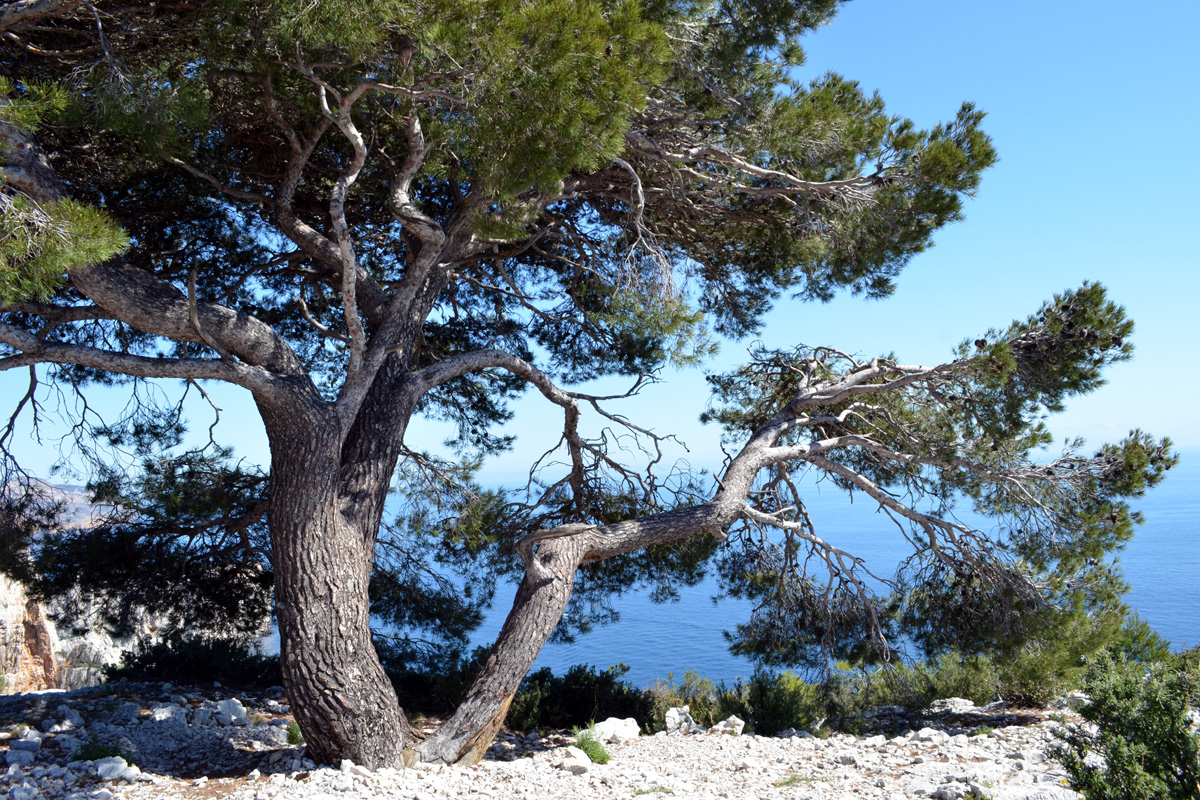 Flore du massif des Calanques - Anne Merry