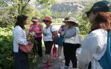 Ecrivain - guide botanique, flore alpine et méditerranéenne - Anne Merry