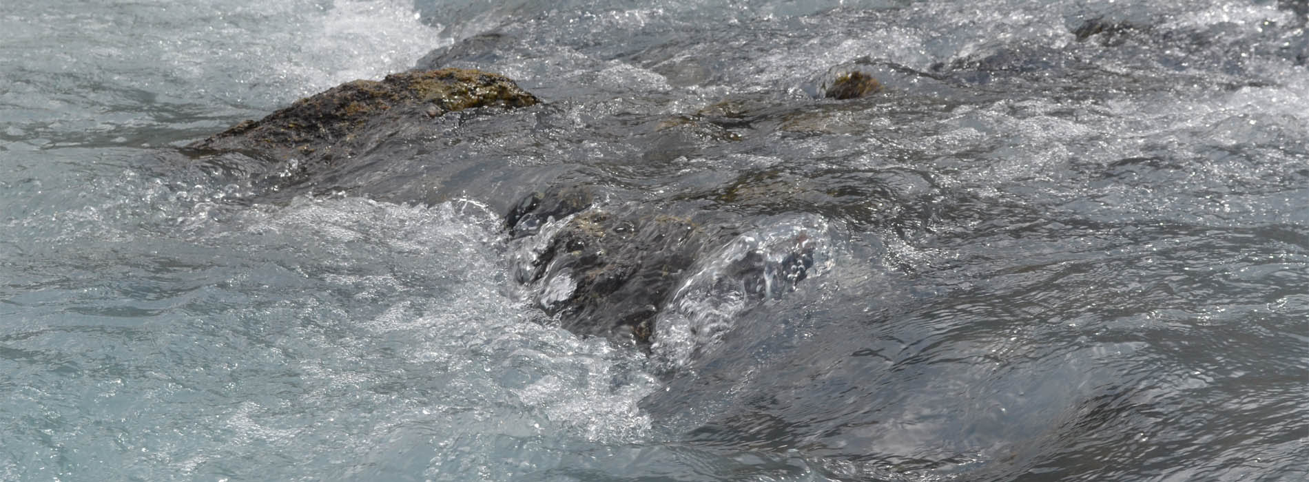 Ecrivain - guide botanique, flore alpine et méditerranéenne - Anne Merry